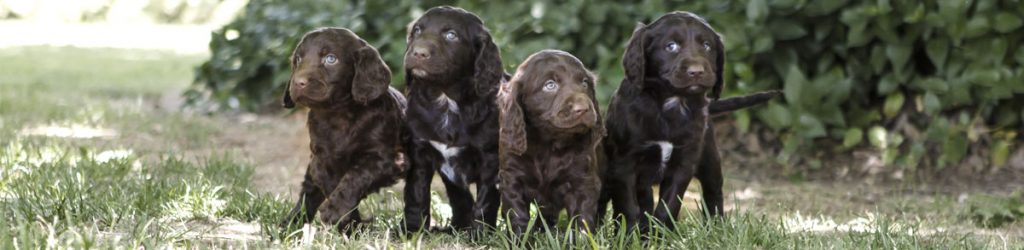 Our Springbank Spoodle Puppies