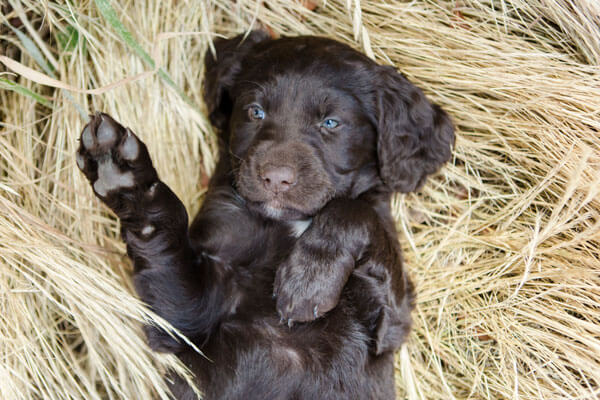 Springbank Spoodles Puppy Gallery