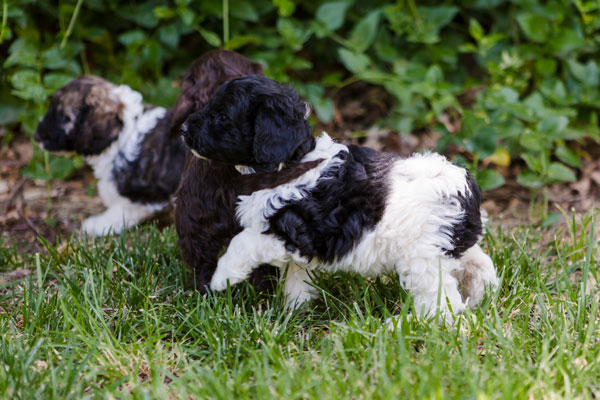 Springbank Spoodles Puppy Gallery